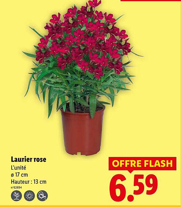 Laurier Rose Lidlnull