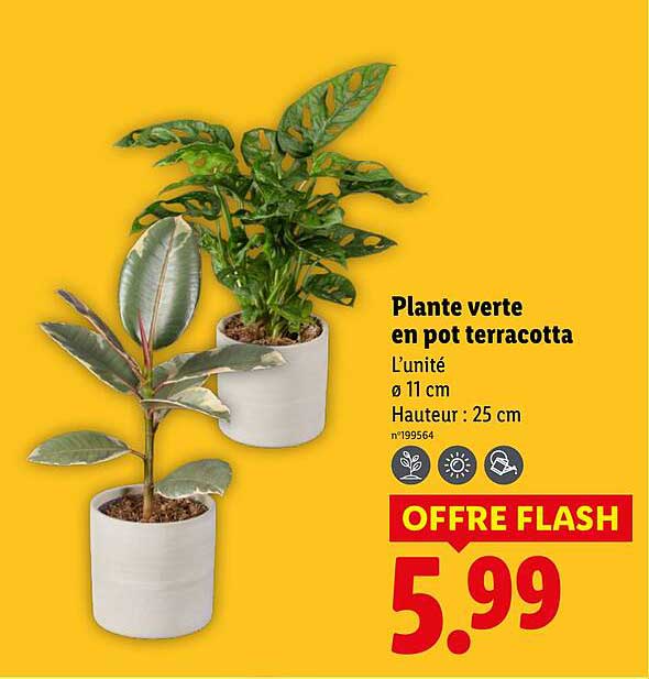 Plante Verte Lidl