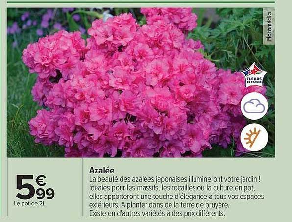 Promo Azalée chez Carrefour - 123Catalogue.fr