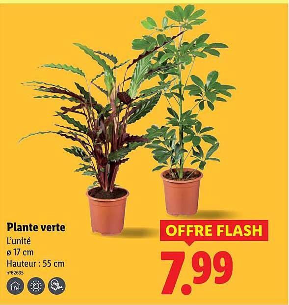 Lidl Plante Verte