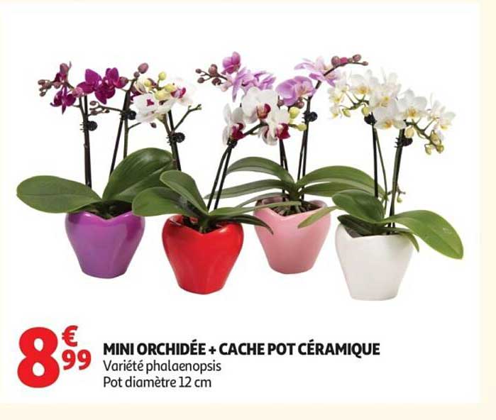 Promo Mini Orchidée + Cache Pot Céramique chez Auchan - 123Catalogue.fr