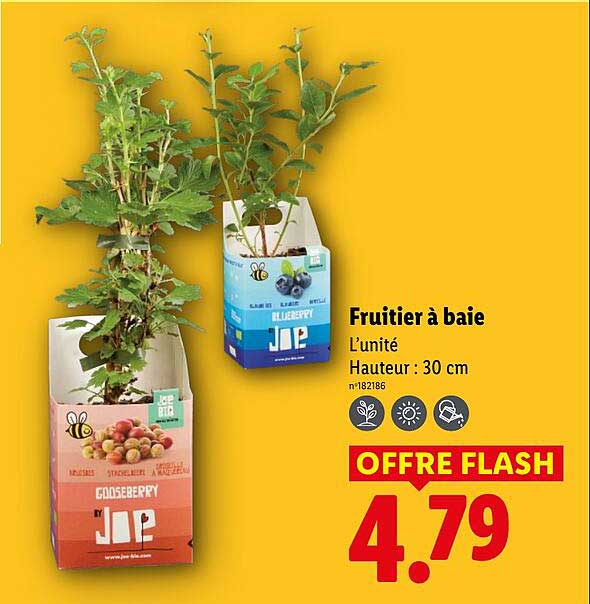 Promo Arbre Fruitier Lidl