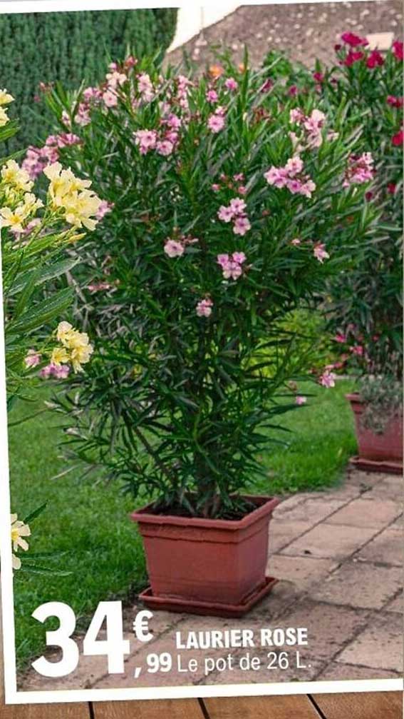 Promo Laurier Rose chez E.Leclerc - 123Catalogue.fr