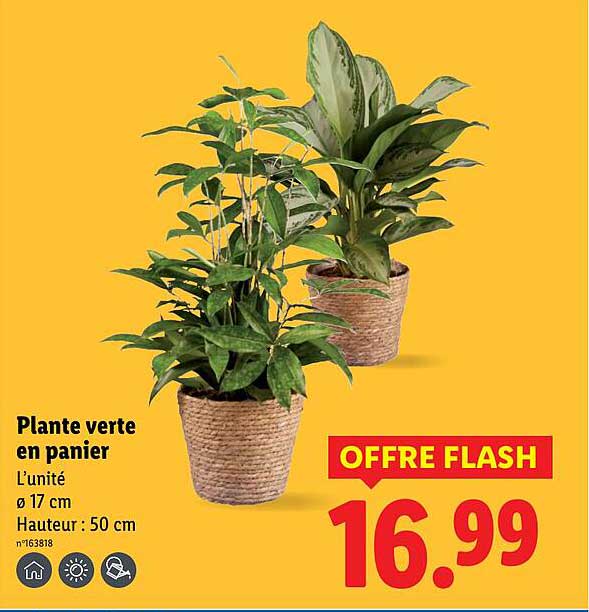 Plante Verte Lidlnull