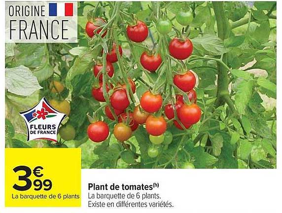 Promo Plant De Tomates(H) chez Carrefour Market - 123Catalogue.fr