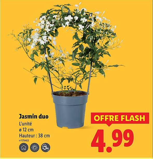 Promo Jasmin Duo chez Lidl - 123Catalogue.fr