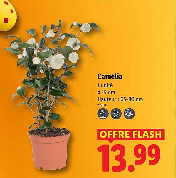 Promo Camélia chez Lidl - 123Catalogue.fr