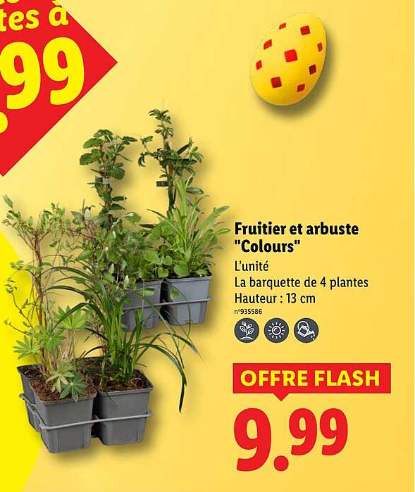 Promo Arbre Fruitier Lidl