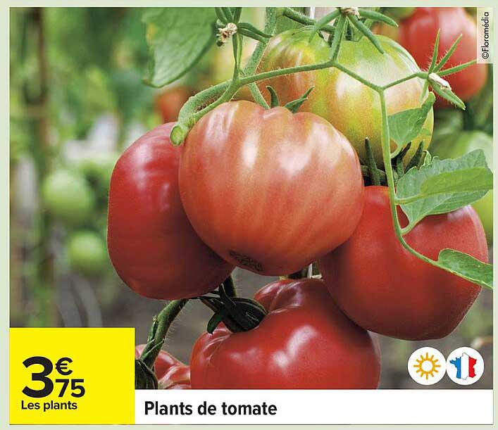 Prix Des Plants De Tomates