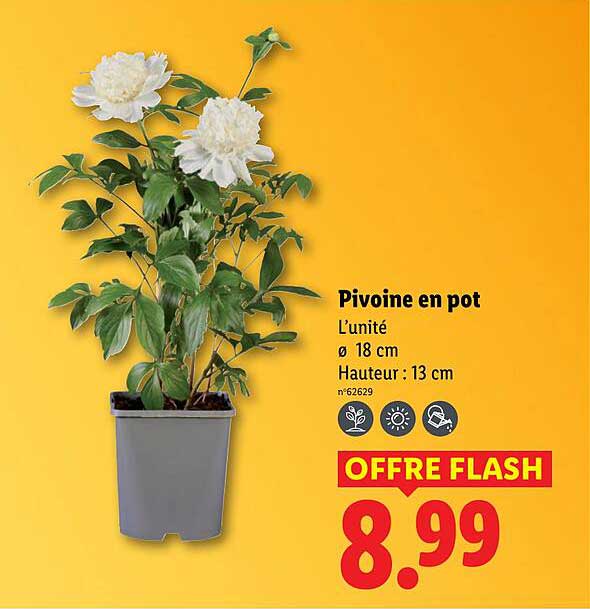 Pivoine En Pot Lidlnull